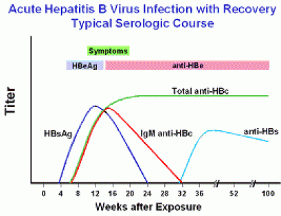 Hepatitis B Foundation: Understanding Your Hepatitis B Test Results